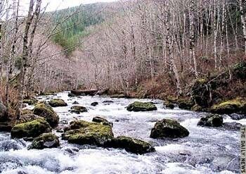 Grants awarded to East Fork Lewis River restoration project