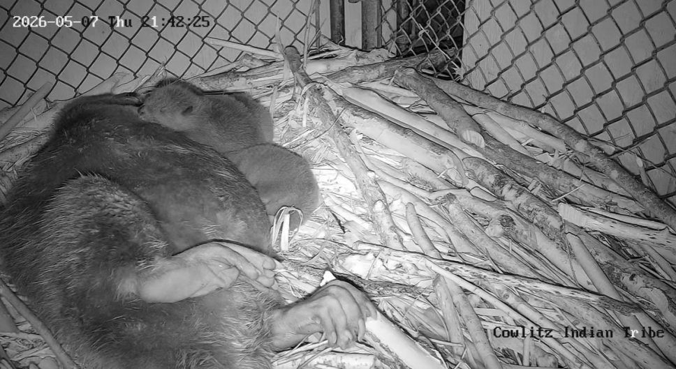 Cowlitz tribe launches beaver family livestream