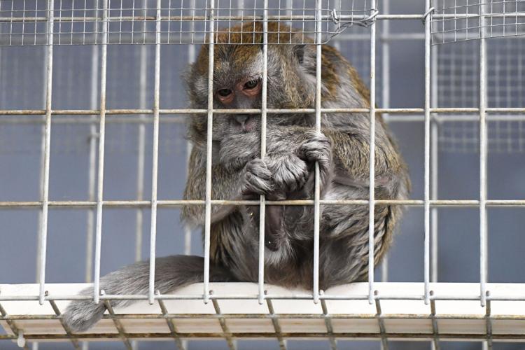 Longview primate sanctuary takes in abused, neglected monkeys