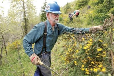 Volunteers do battle with noxious weeds