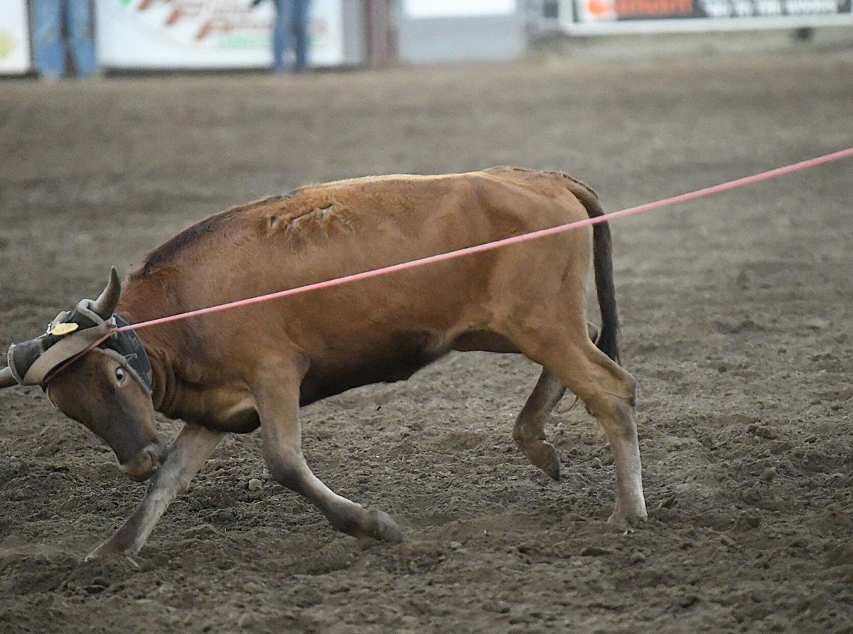 Animals can be injured in rodeos. Should sport be banned?