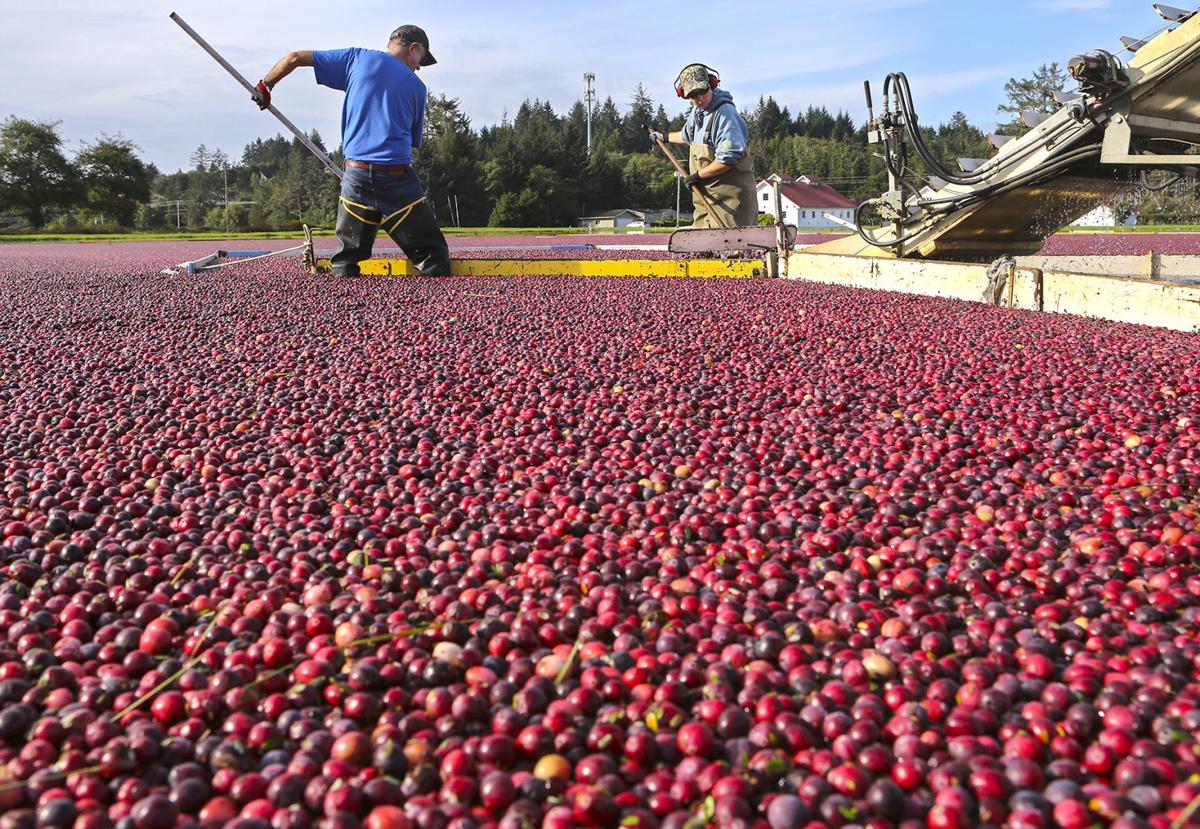 Farmers: Wet September helps kick cranberry harvest off to good start