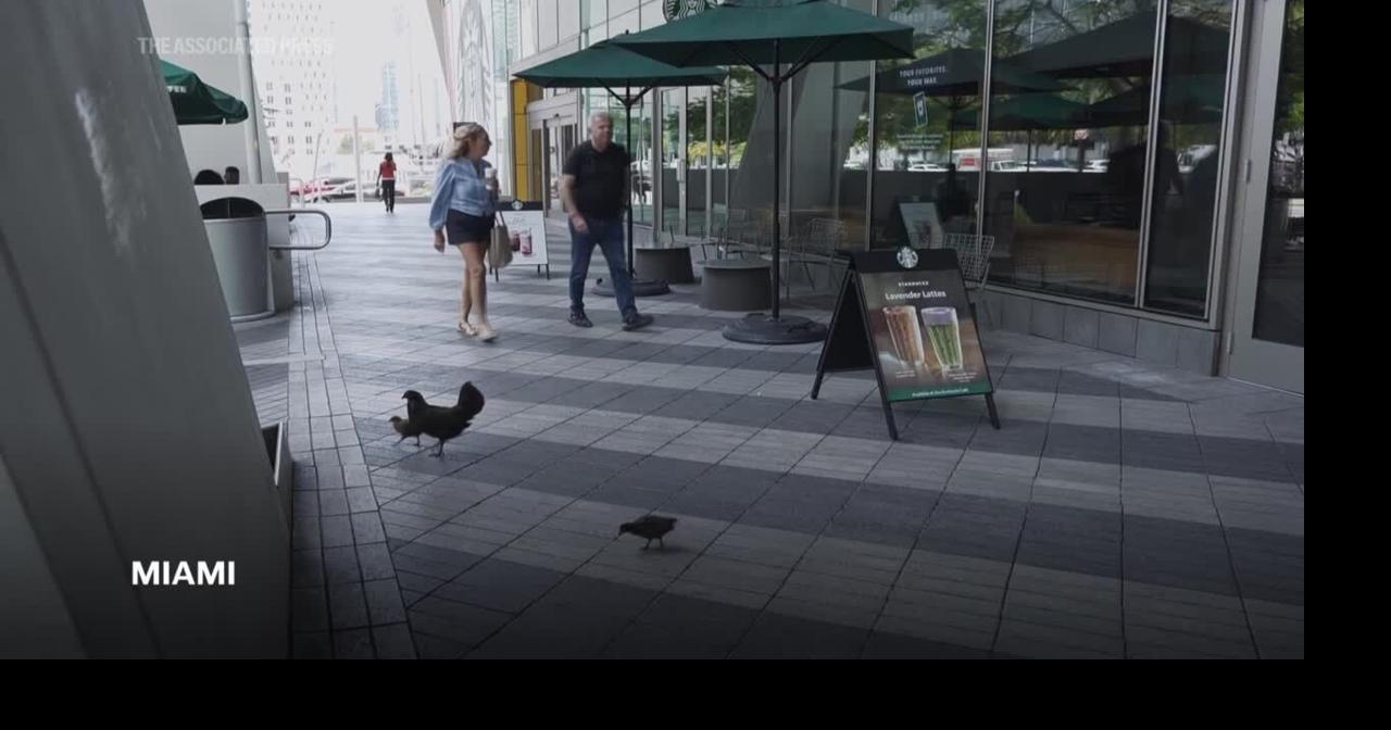 Meet Hercules and Ned, the border collies fending off wildlife at a ...