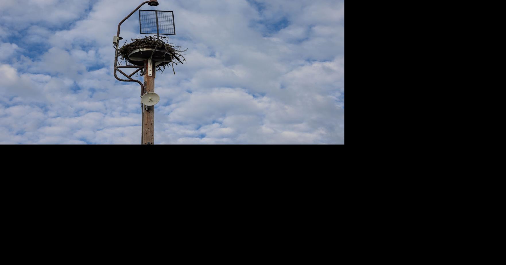 Beloved Cowlitz PUD ospreys celebrate successful fledgling