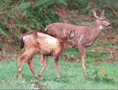 Deer hair-loss syndrome appears to be declining