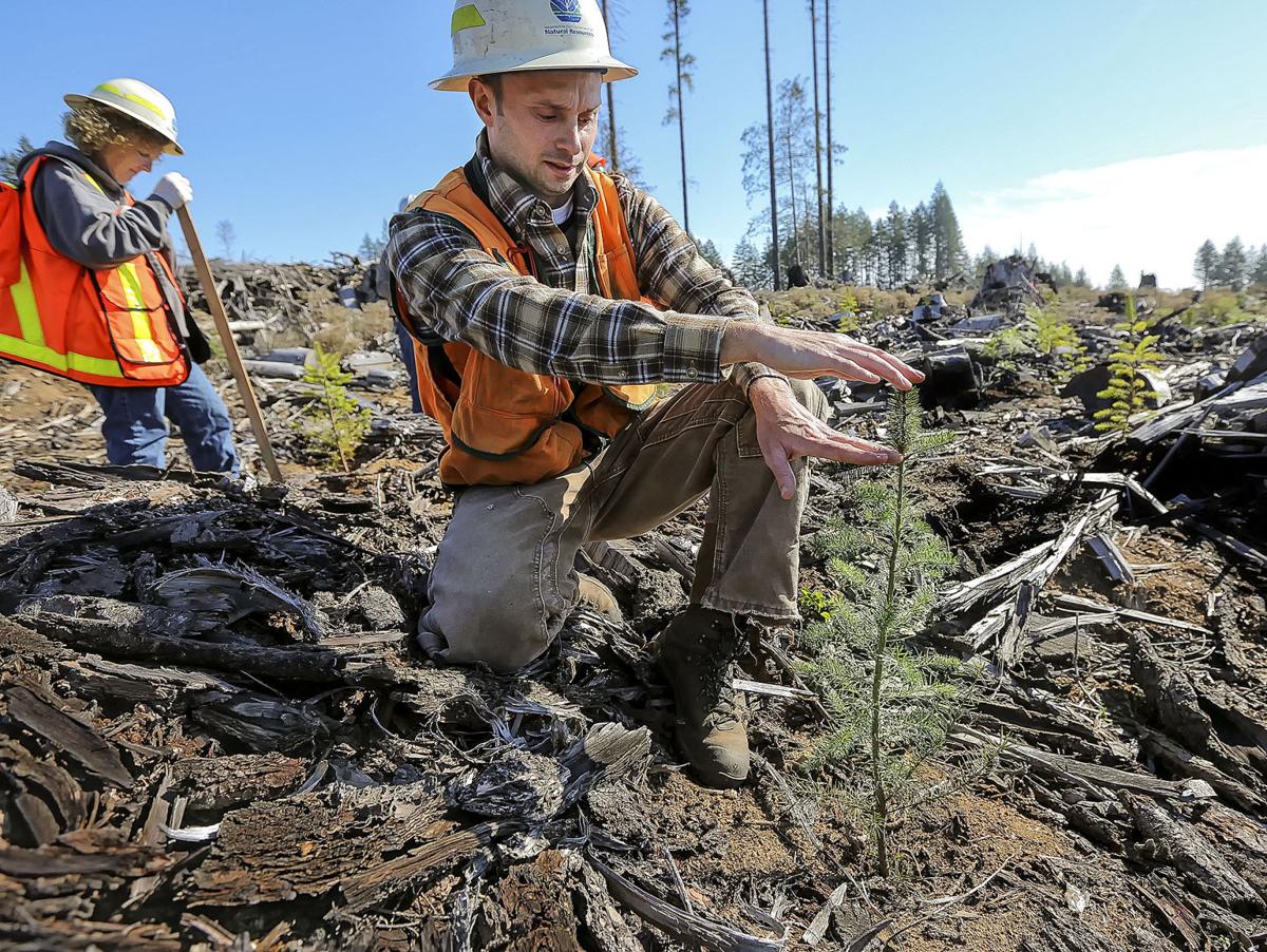 Alder and Douglas fir seedlings endure hot, dry summer