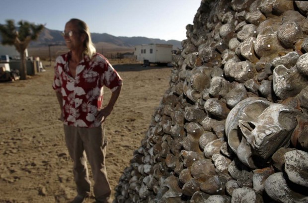 For collector of curiosities, elephant skull came with dangers