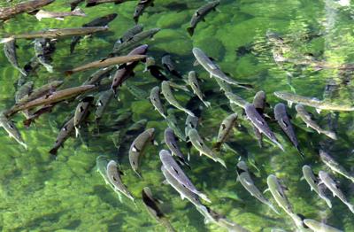 Washington will close hatchery that produces thousands of steelhead