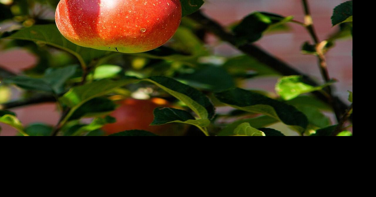 Around the Yard: When should your Western WA fruit tree drop fruit?