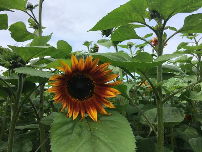Travel the PNW with Tracy: Thurston Bountiful Byway