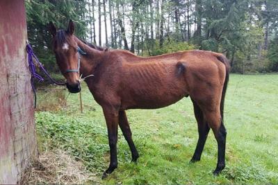 Emaciated horse prompts animal cruelty investigation