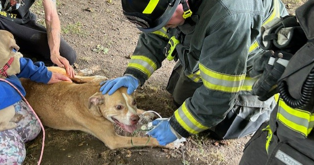Two dogs saved from burning Kelso motorhome
