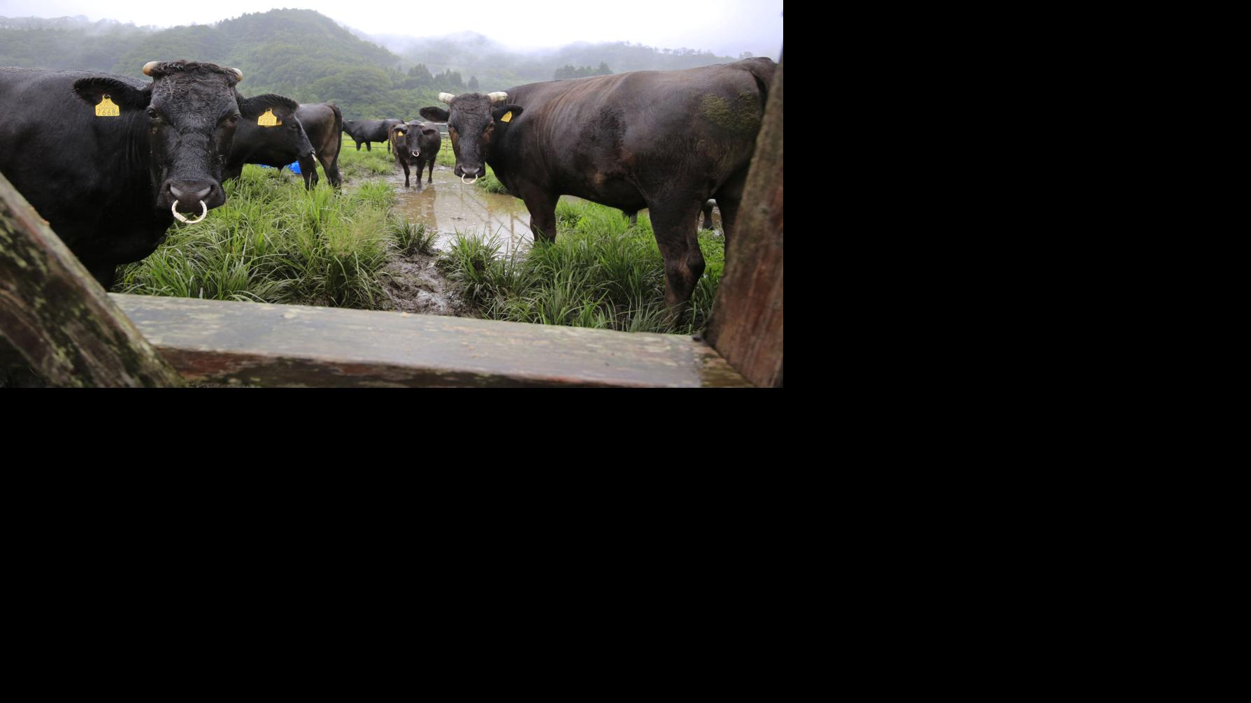 Photos: The radioactive cows of Fukushima | News | tdn.com
