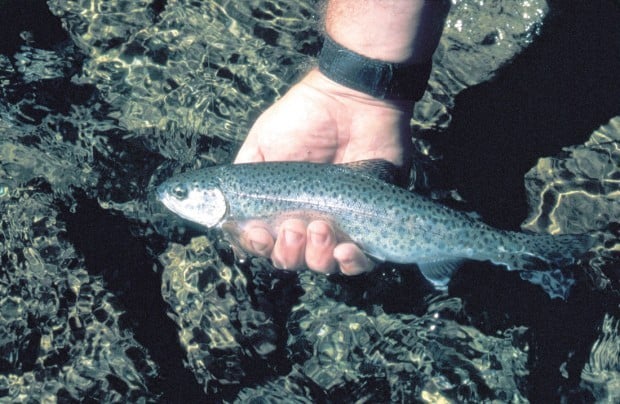Fish the Elwha (while you can)