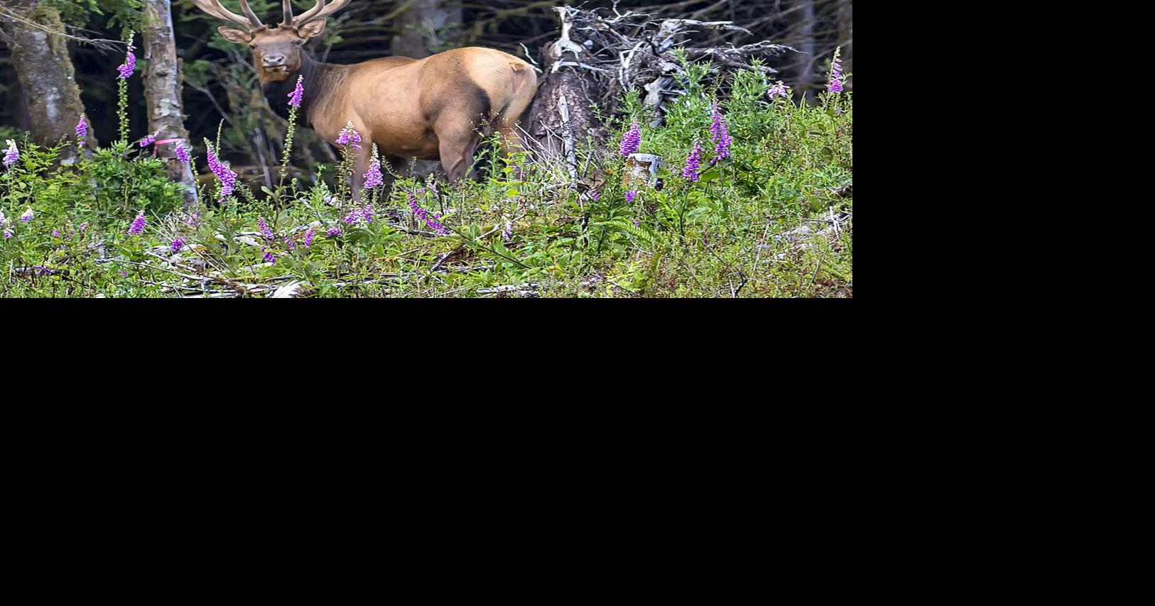 E. Oregon man to pay $75,000 fine, serve jail time after poaching ...