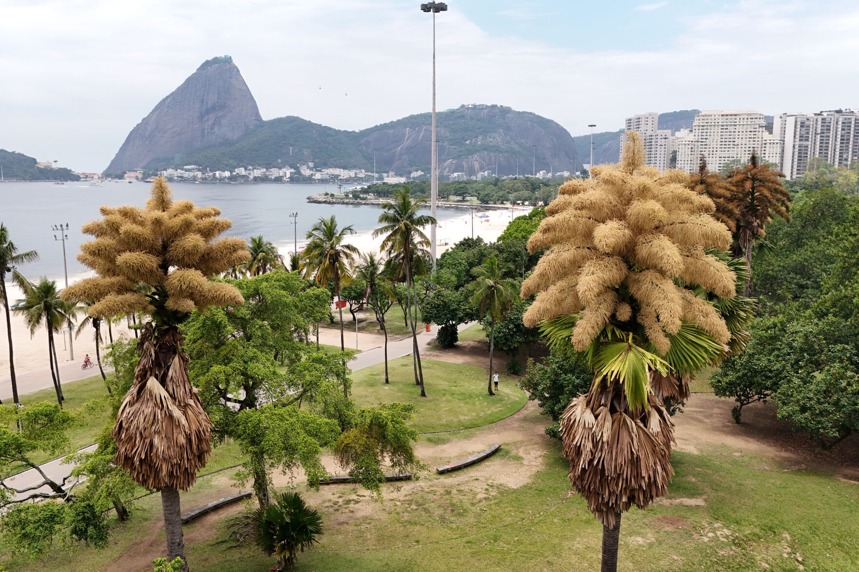 Rare talipot palms bloom in Rio de Janeiro park