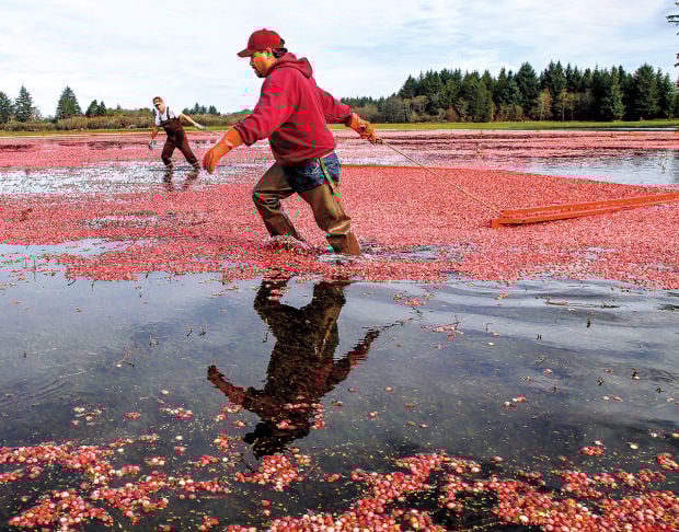 Cranberry harvest likely the best in several years