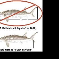 Sturgeon size limits switch to 'fork length' measurement