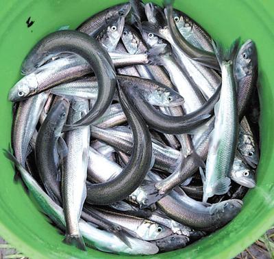 Smelt protection means murky future for Lake Sacajawea flushing