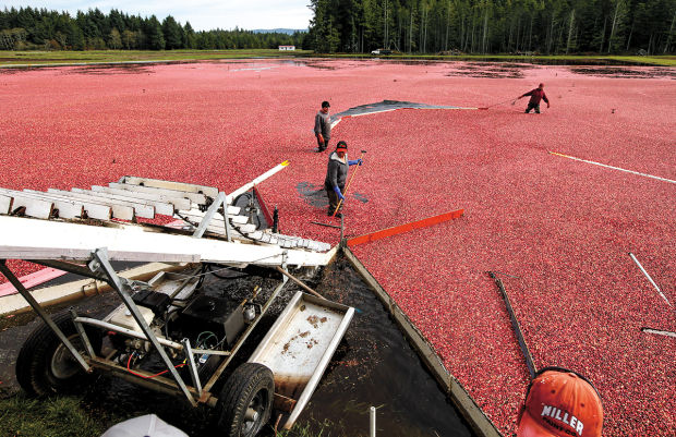 Cranberry harvest likely the best in several years