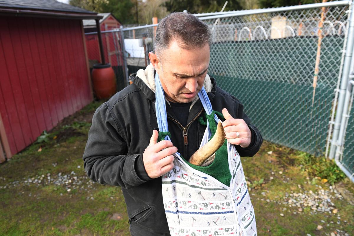 Kalama head football coach raises kangaroos in Kelso