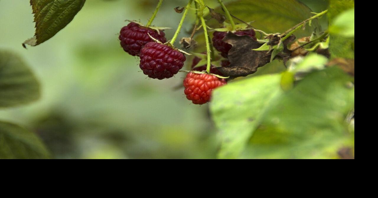 Woodland fruit company aims to grow raspberry production