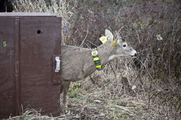 Relocation of endangered deer a slow, dangerous process