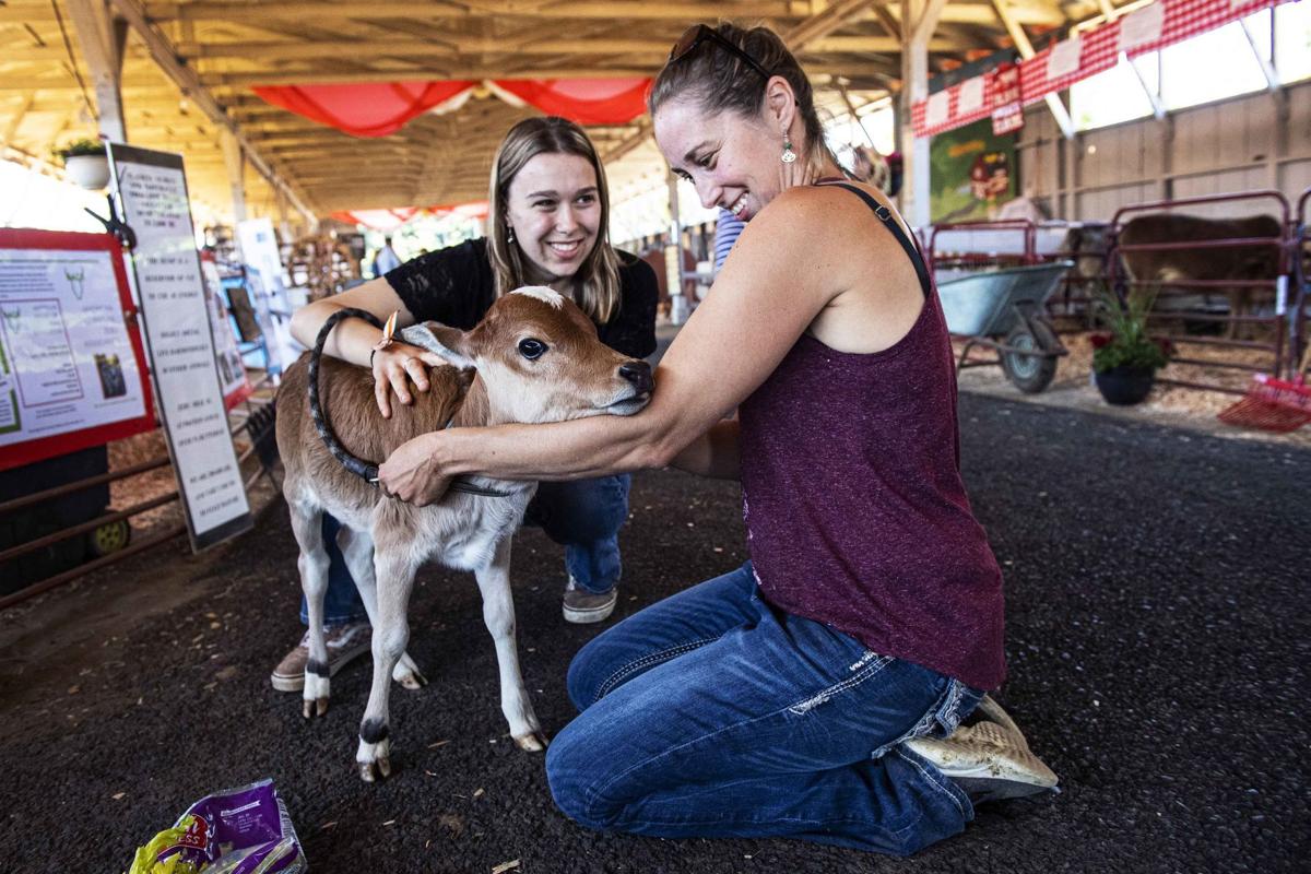 Cowlitz County 4-H members return to fair, amped for Friday's auction