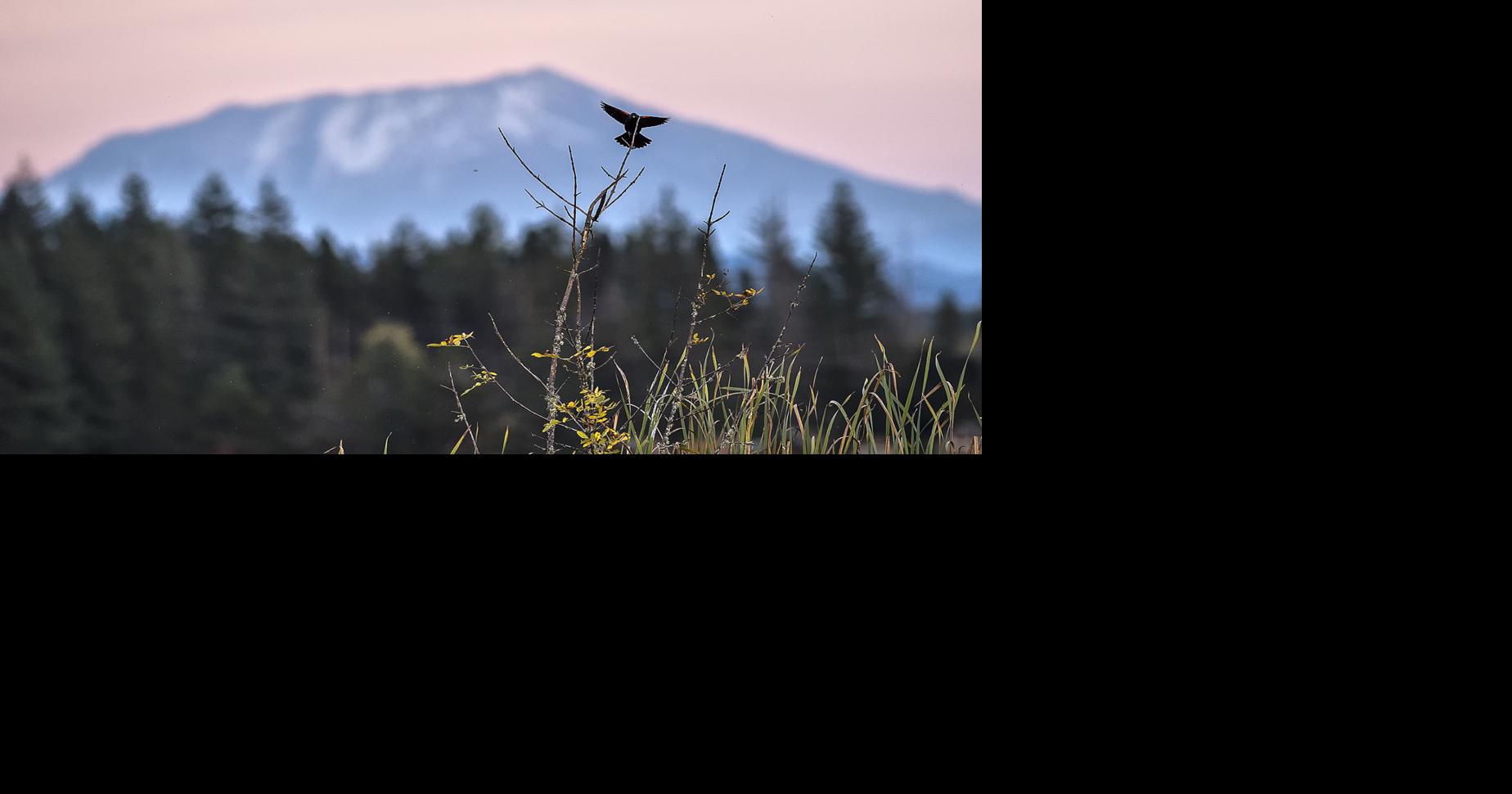 Corps releases 'milestone' plan for Cowlitz Valley flood safety