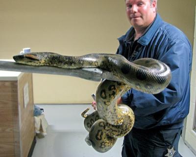 Eight-foot anaconda finds new home