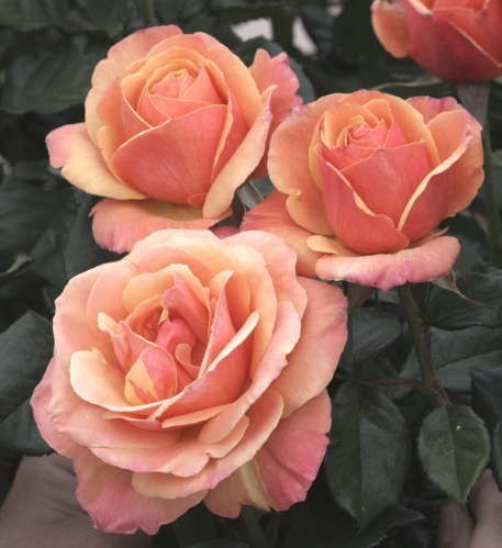 New roses honor 'Downton Abbey' characters