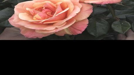 New roses honor 'Downton Abbey' characters | Lifestyles | tdn.com