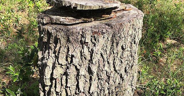 Lower Columbia Republicans United to host fundraiser