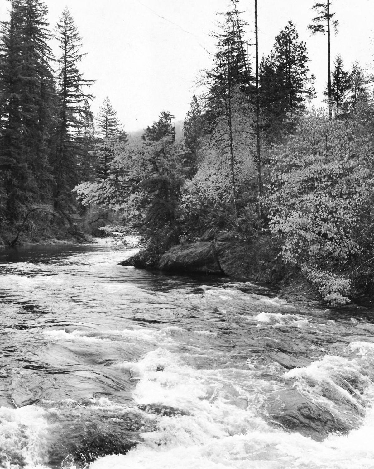 Lost to the 1980 eruption, Toutle River fisheries will eventually recover