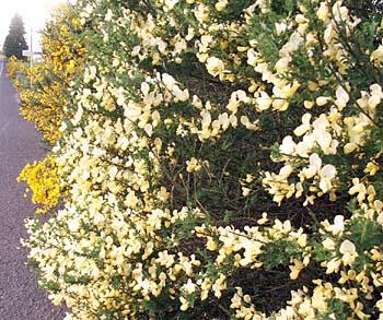 Scotch 'bloom' proves hard to find — and worth the work