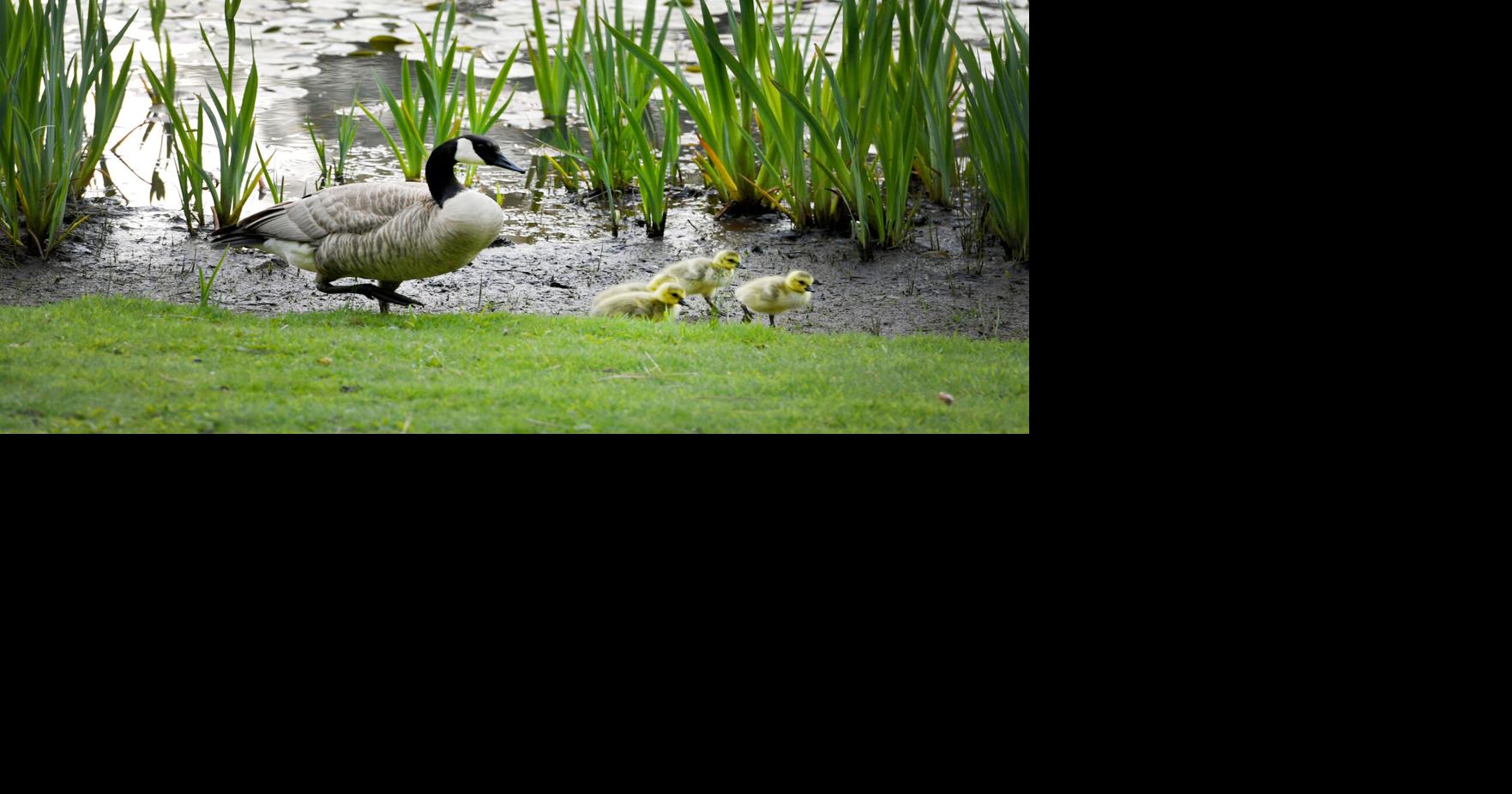 Japanese Garden Island closed while baby geese hatch