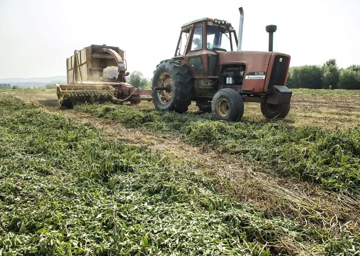 Burgerville adds new shake by Clatskanie mint farm, candy company