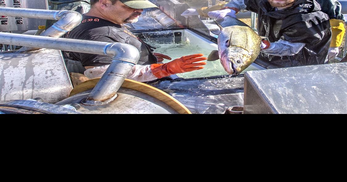 Kalama fish sorting station up and running