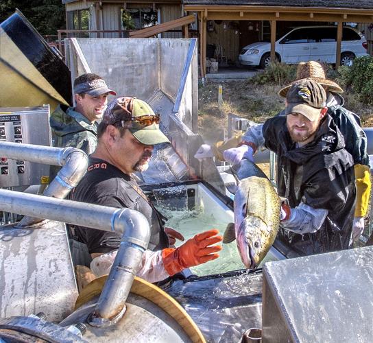 Kalama fish sorting station up and running