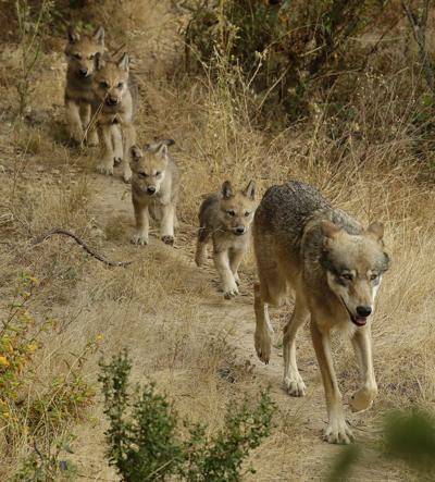 Researchers have identified a new pack of endangered gray wolves in ...