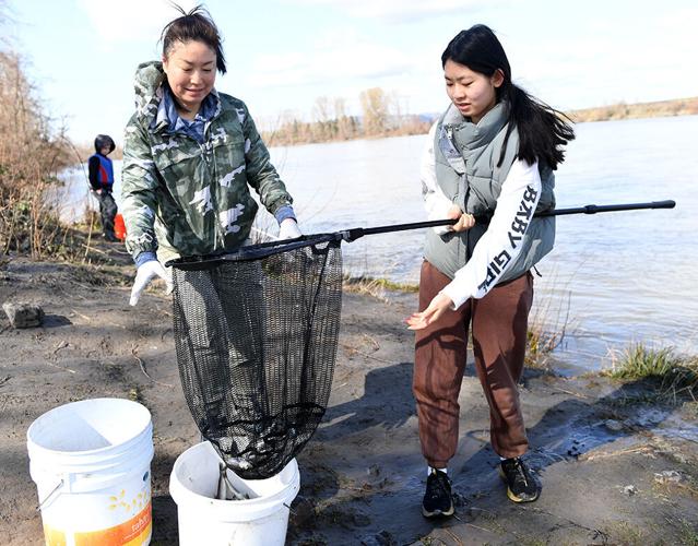 Smelt dippers drop their nets along the Cowlitz River Saturday