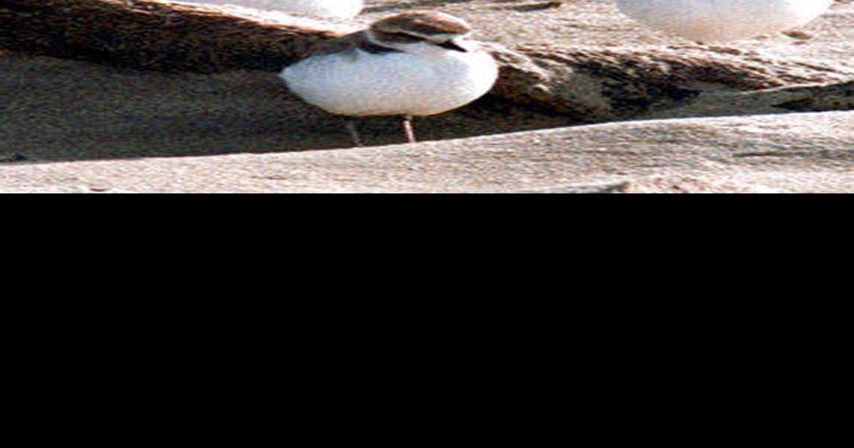 Snowy plover chick hatches on Oregon beach