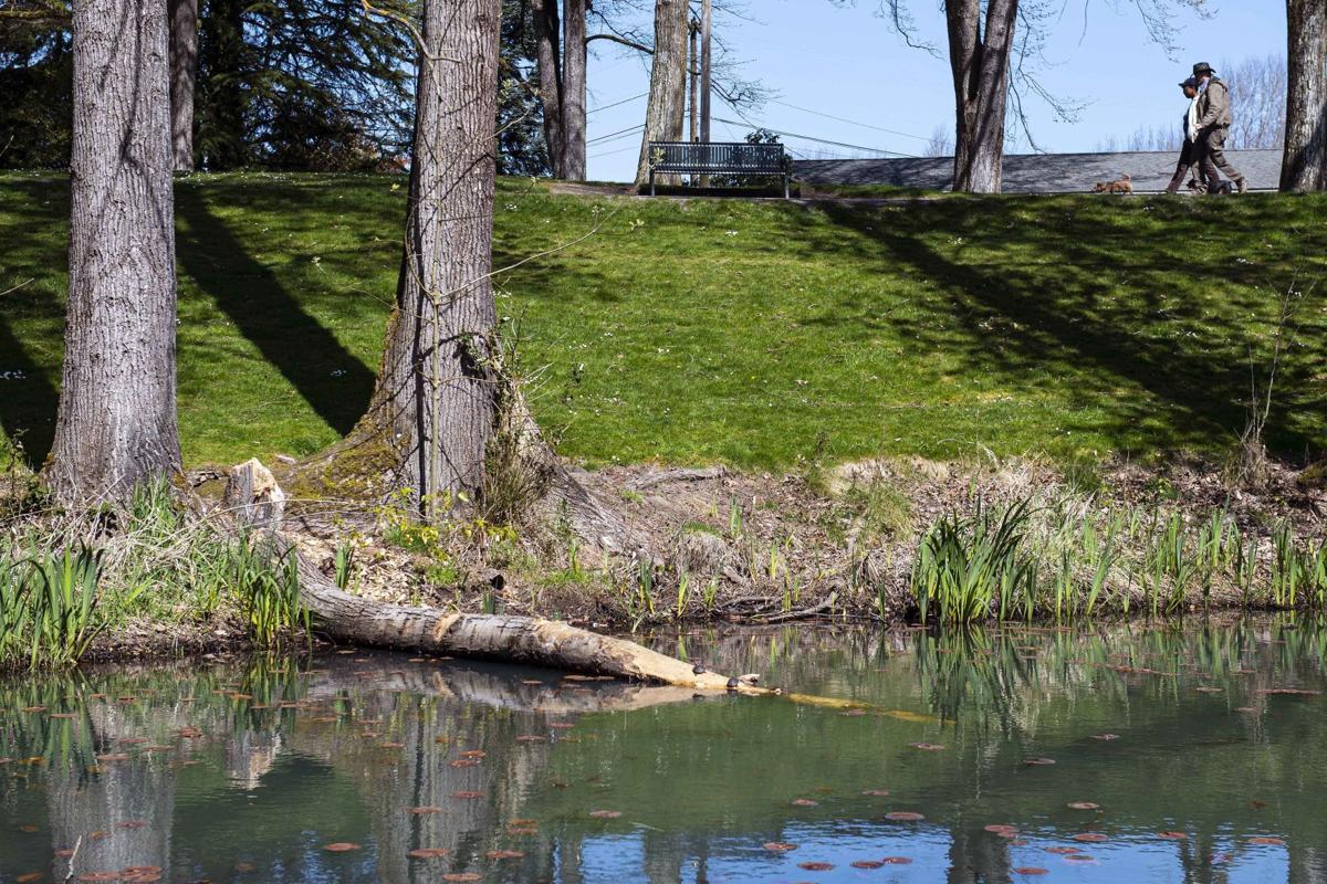 Longview parks, recreation officials plan to trap beavers damaging ...