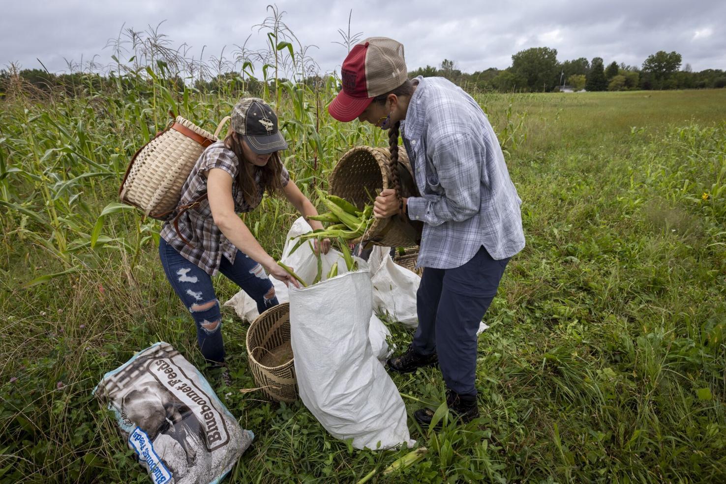 Climate White Corn Damage