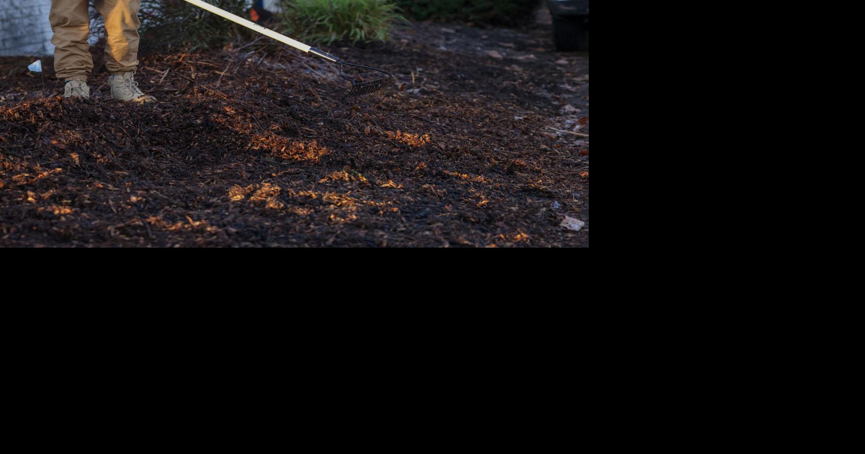 Around the Yard: How to avoid tree planting problems in Cowlitz County