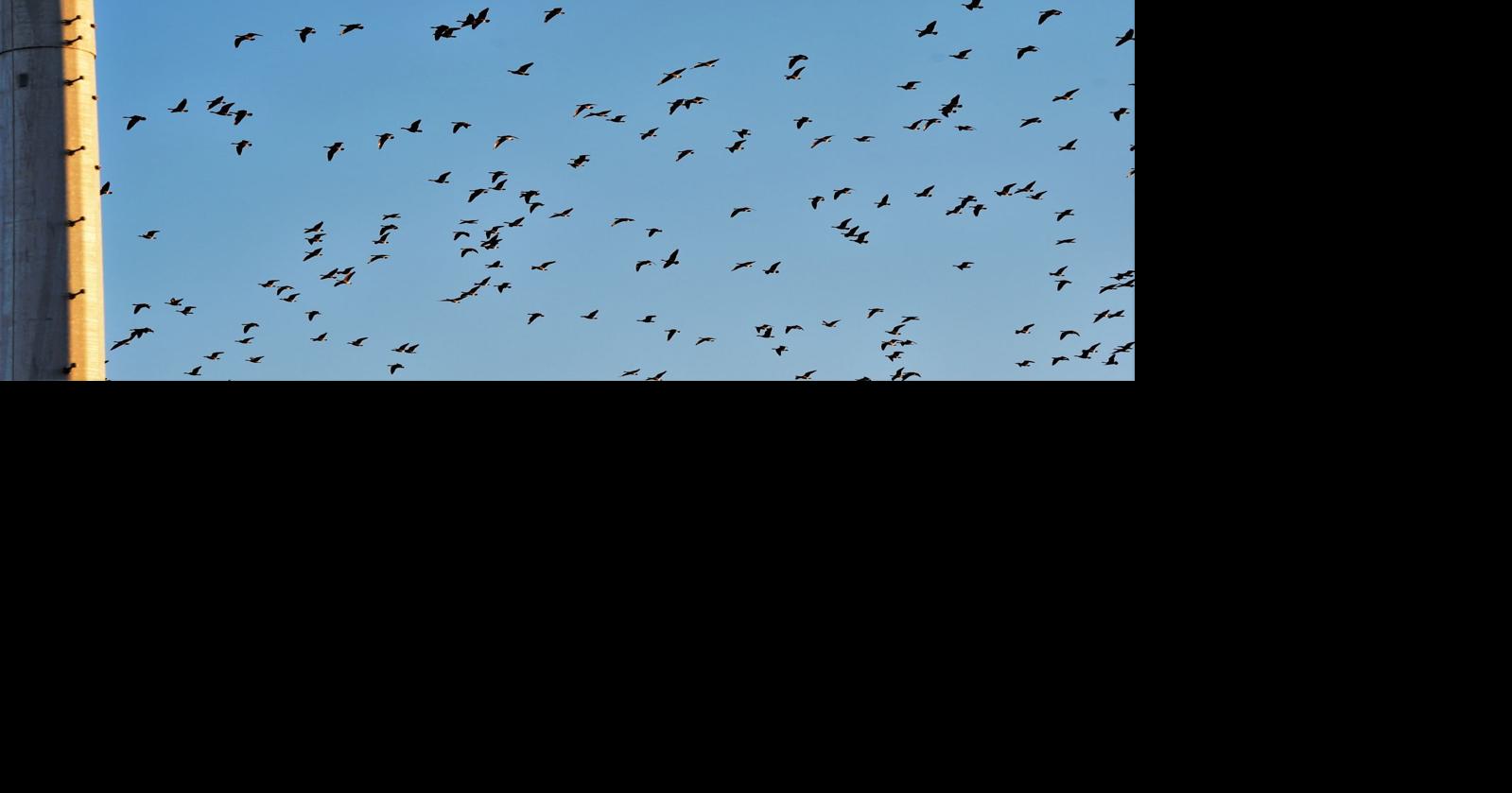 Outdoors Report: Birds blowing in on the wind