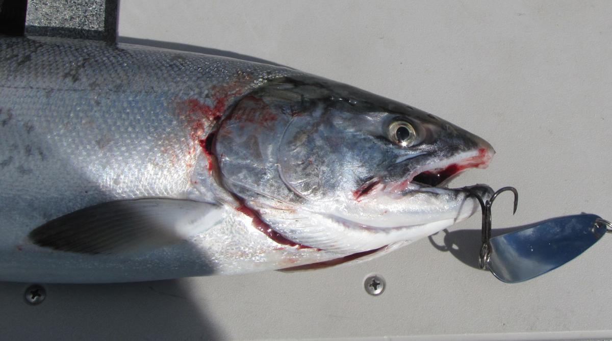 Local fishing guide fined $7,500 for killing wild coho