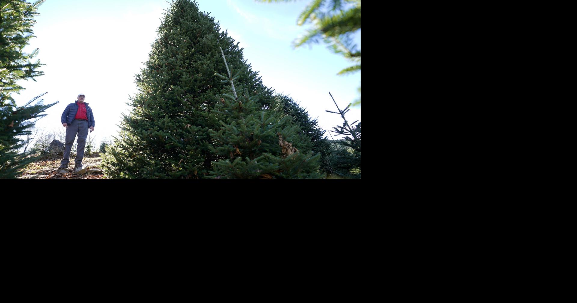 White House tree a symbol of resilience for North Carolina