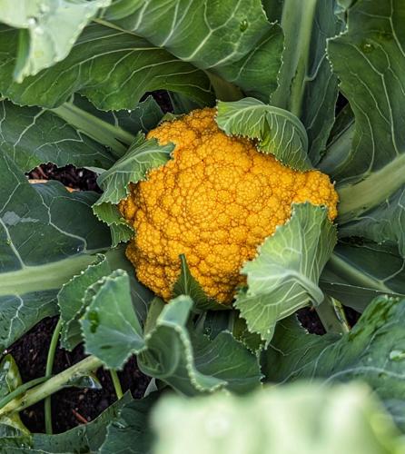 How to prepare your SW WA garden for the fall