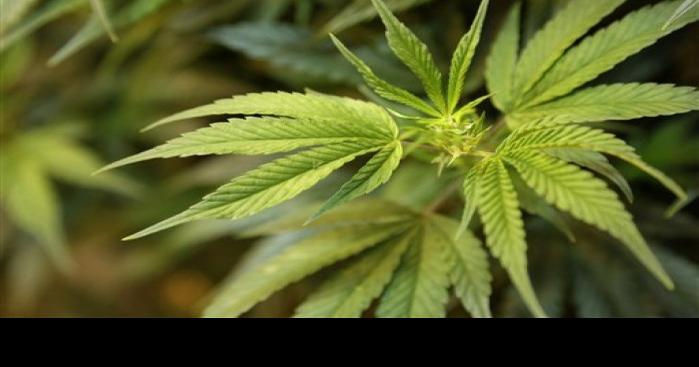 Local authorities warn against legalizing marijuana